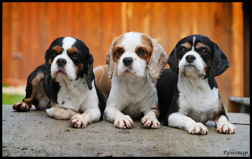 Home - Dog-Chiropractors.com Home - Dog-Chiropractors.com